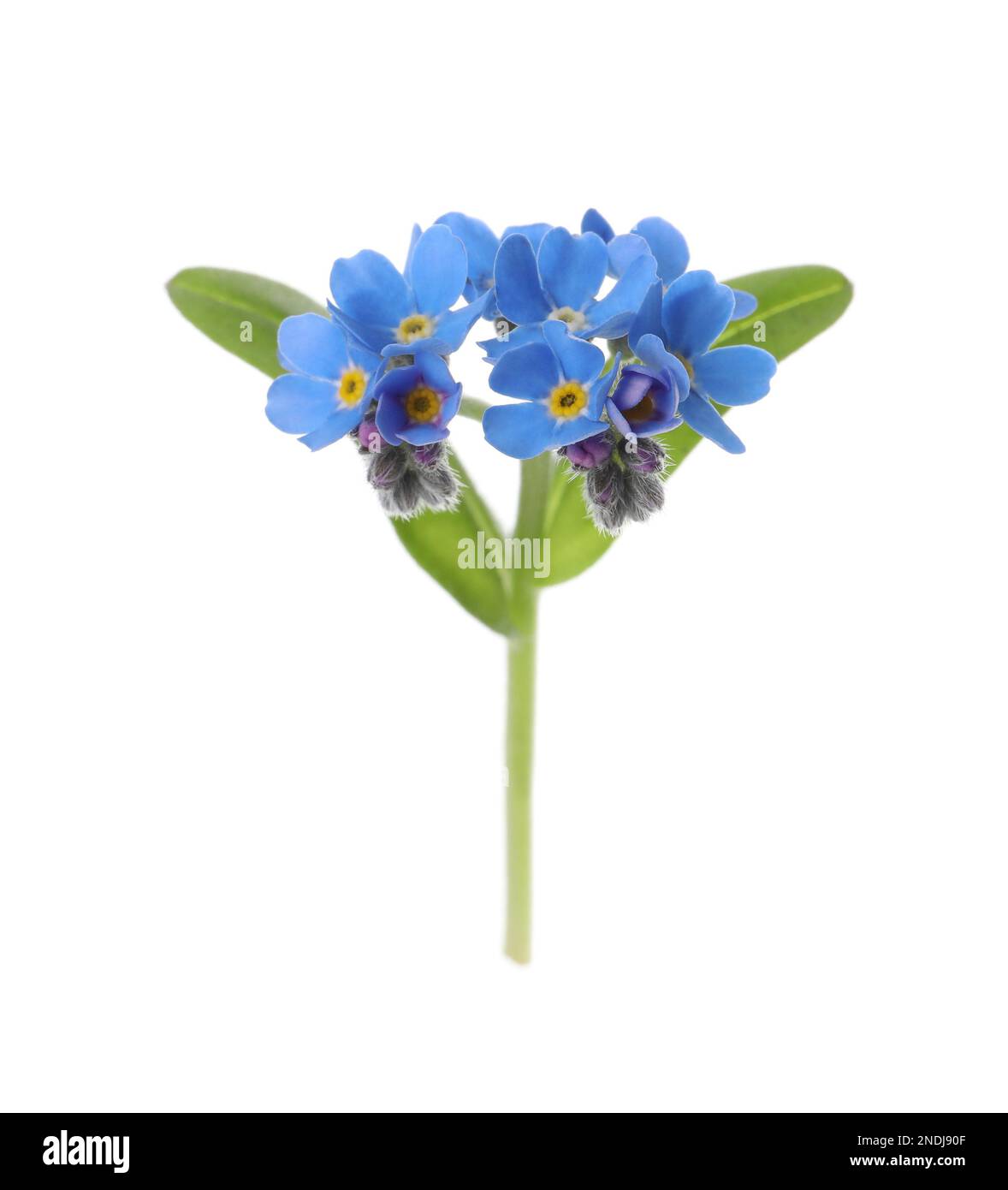 Beautiful blue Forget-me-not flowers isolated on white Stock Photo - Alamy