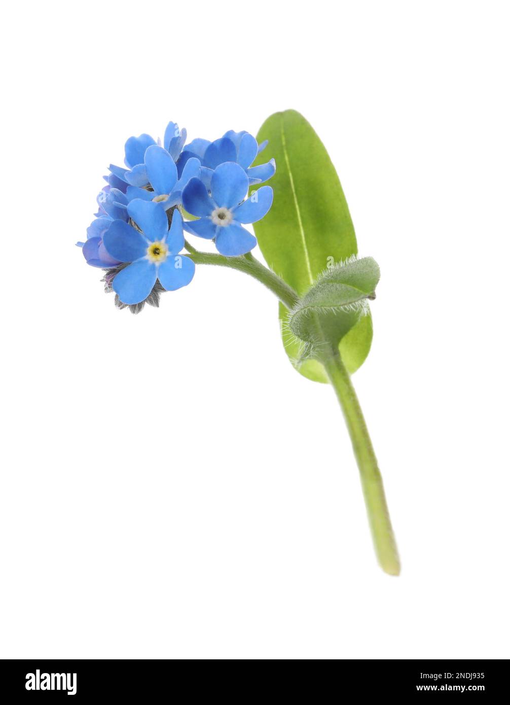 Beautiful blue Forget-me-not flowers isolated on white Stock Photo - Alamy
