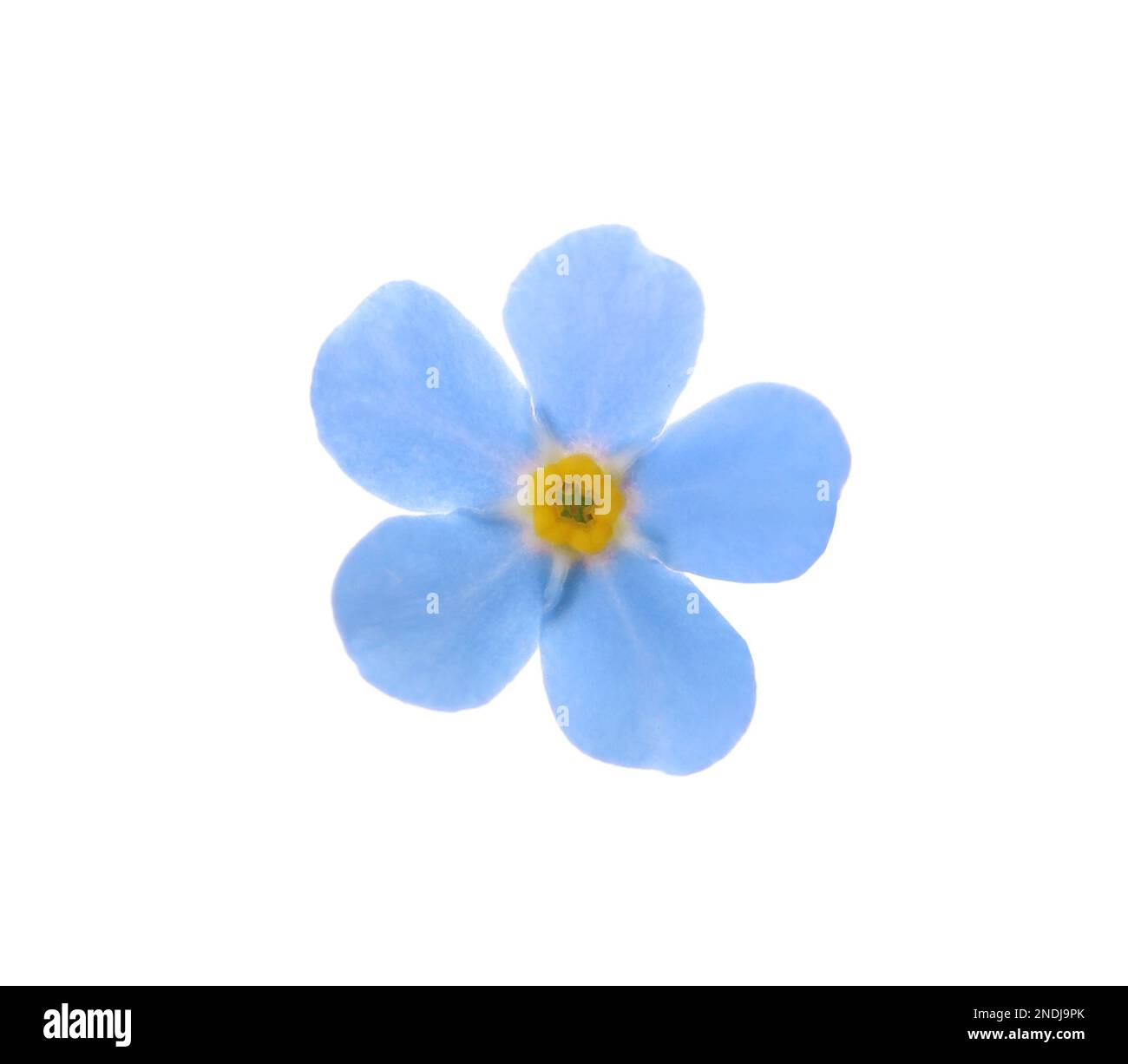 Beautiful blue Forget-me-not flower isolated on white Stock Photo - Alamy