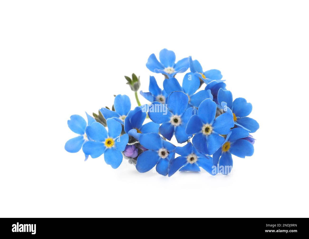Beautiful blue Forget-me-not flowers isolated on white Stock Photo - Alamy