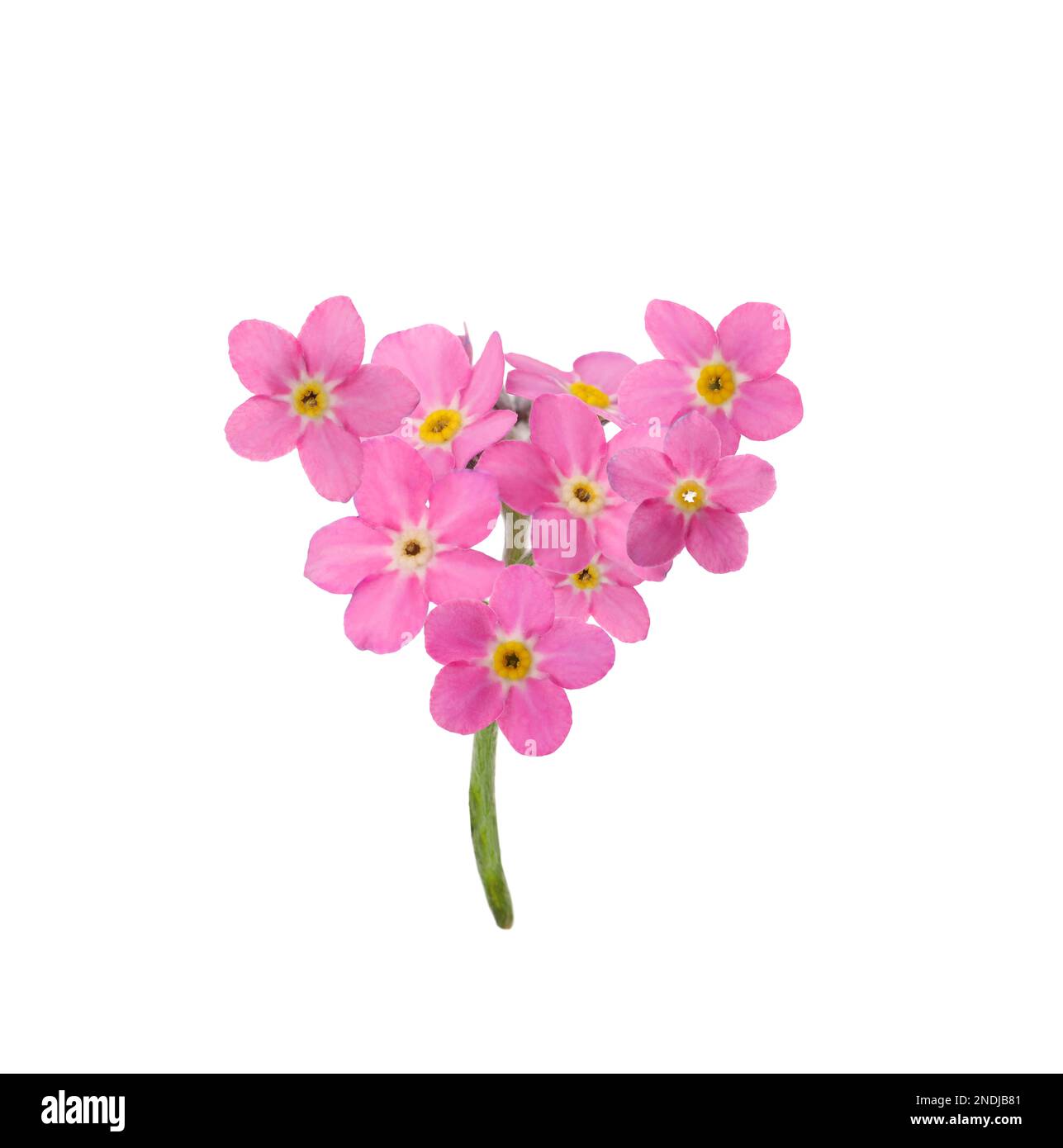 Delicate pink forget me not flowers on white background Stock Photo - Alamy