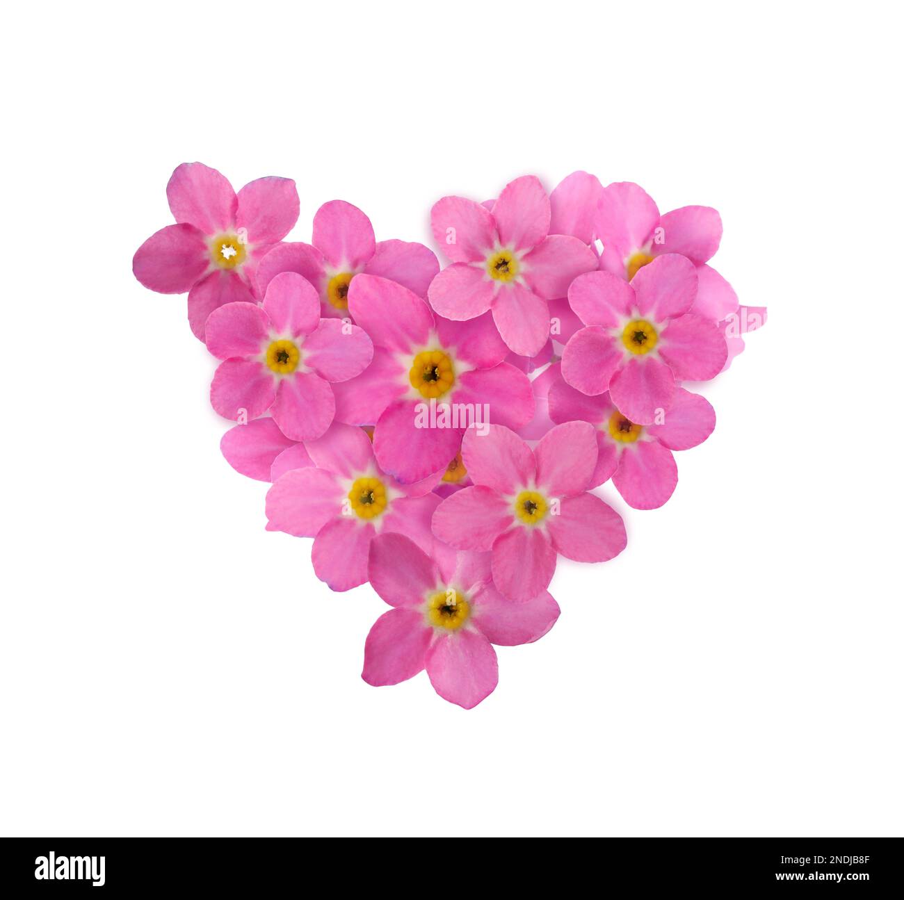 Delicate pink forget me not flowers on white background Stock Photo - Alamy