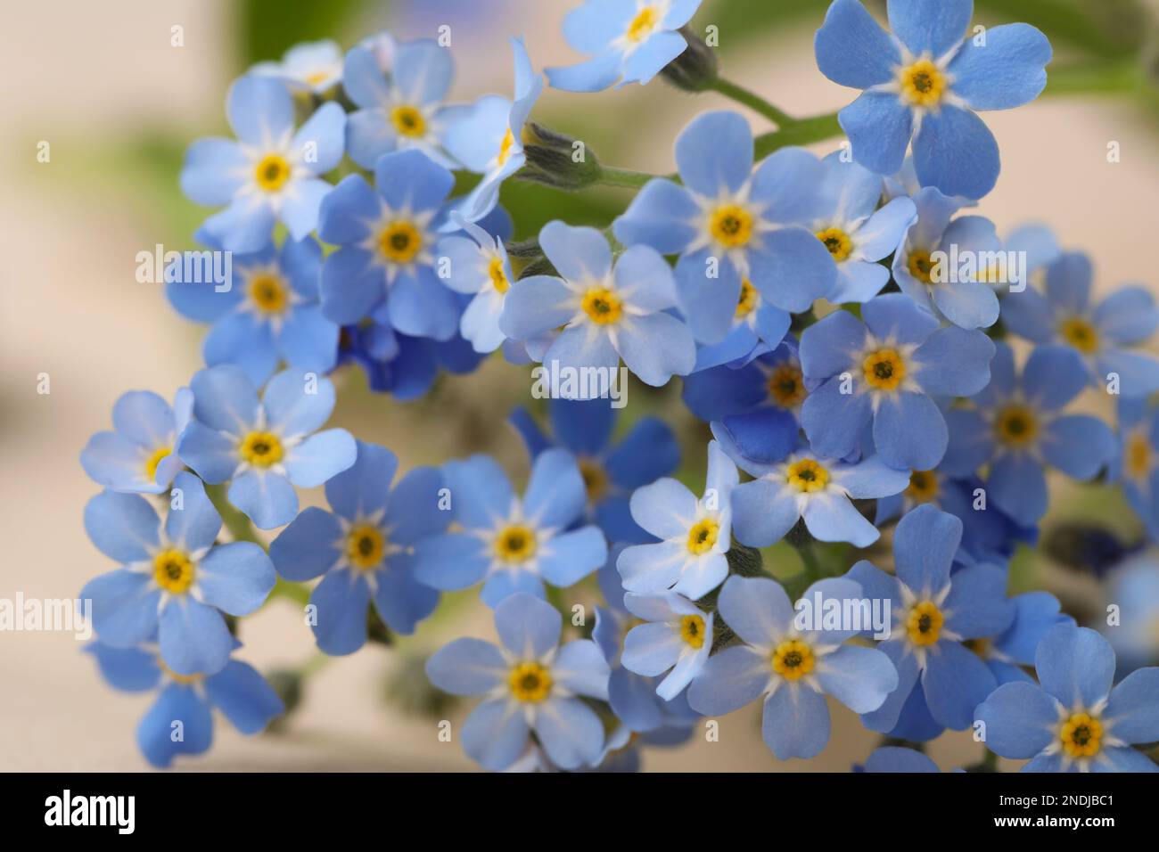 Beautiful Forget-me-not flowers as background, closeup view Stock Photo ...