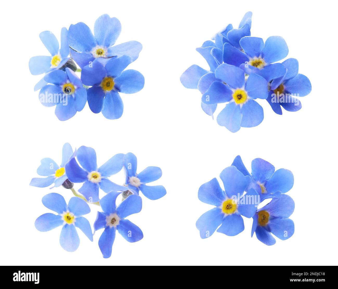 Set with beautiful tender forget me not flowers on white background ...