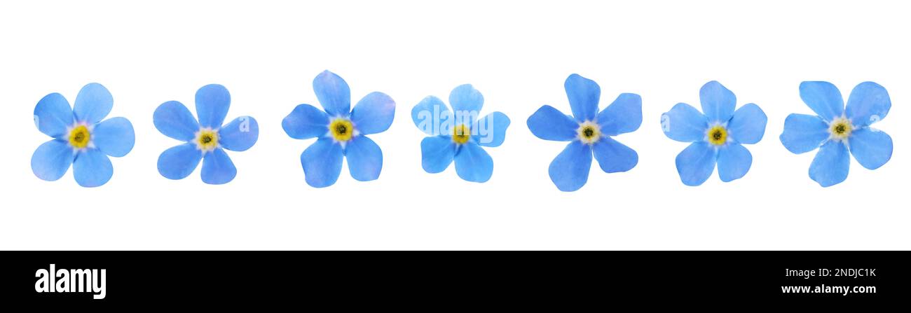 Set with beautiful tender forget me not flowers on white background ...