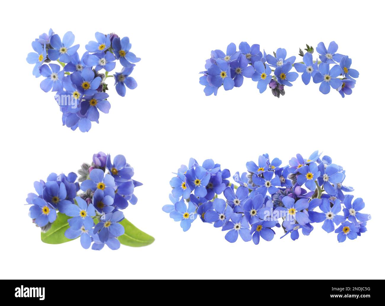 Set with beautiful tender forget me not flowers on white background ...