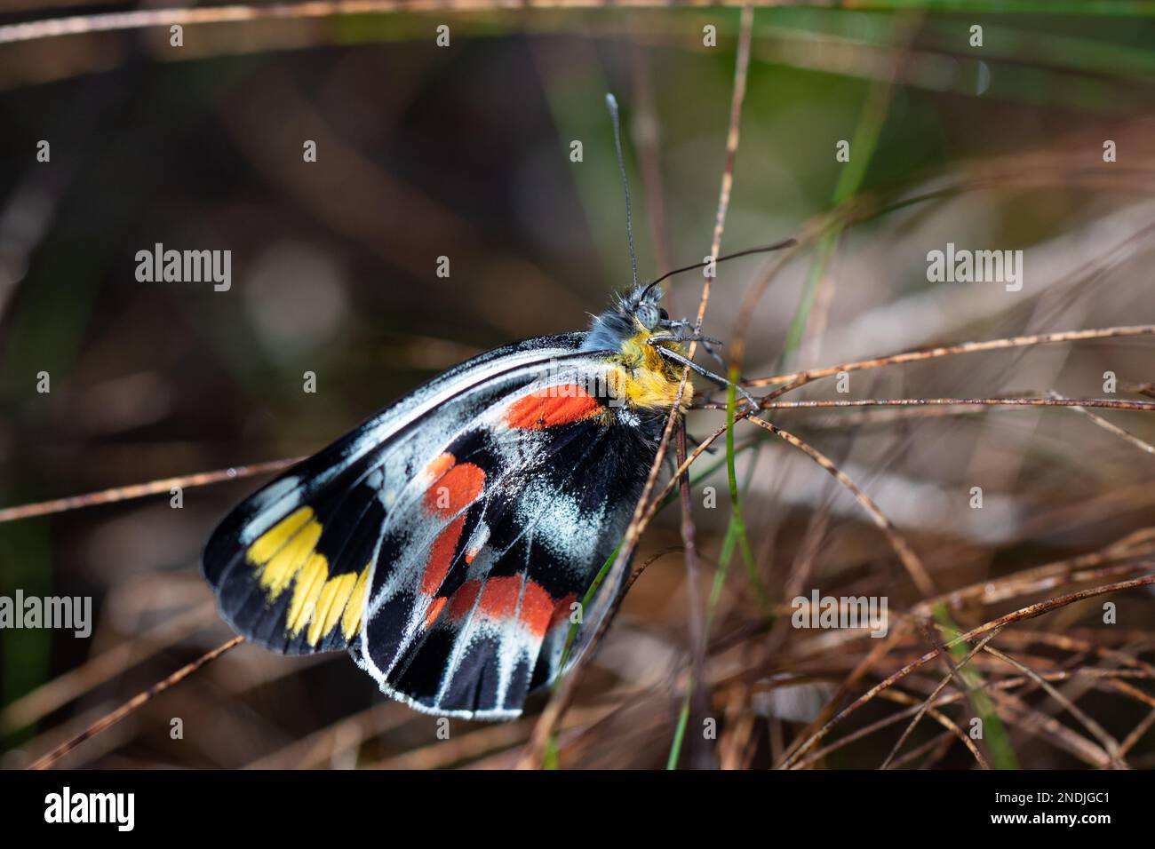 Imperial butterfly (Delias) in the Westernport Woodlands, Victoria ...