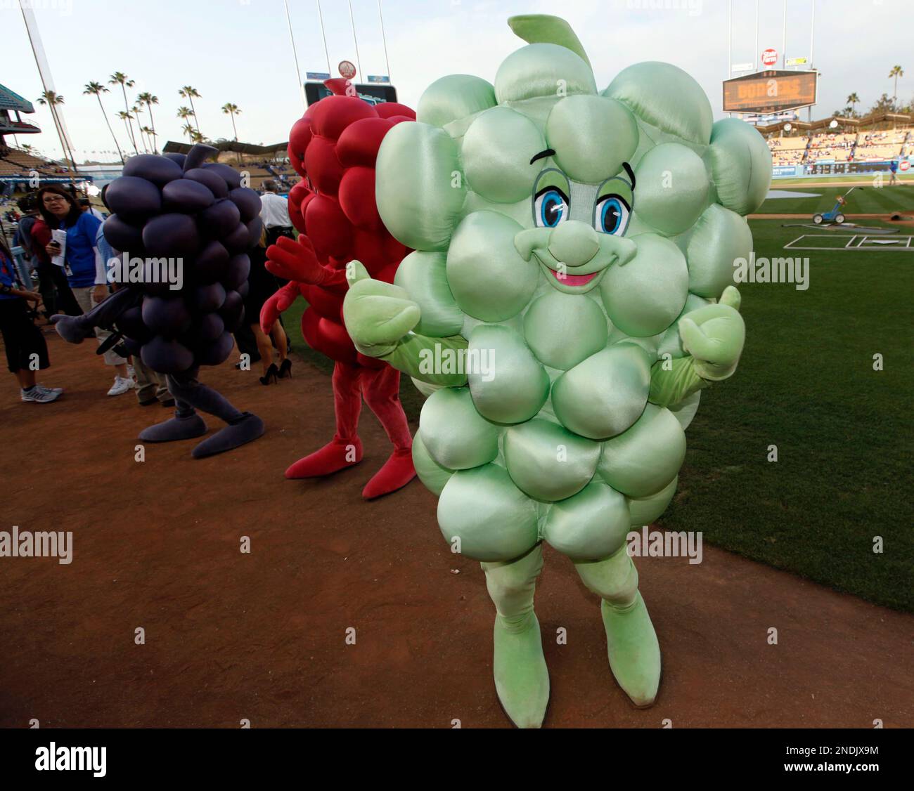 Blue-black, red, and green grapes stand on the field during Grapes From ...