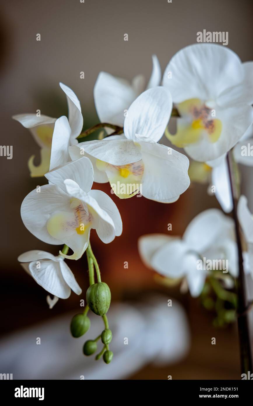 A decorative Orchid in bloom at a house in San Diego Stock Photo - Alamy