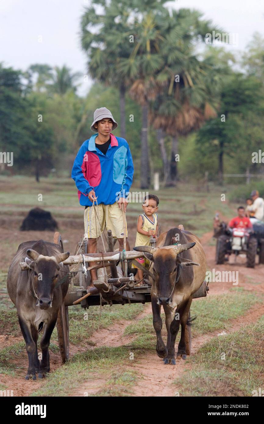 A Cambodian farmer and his child ride their way to a rice paddy for ...