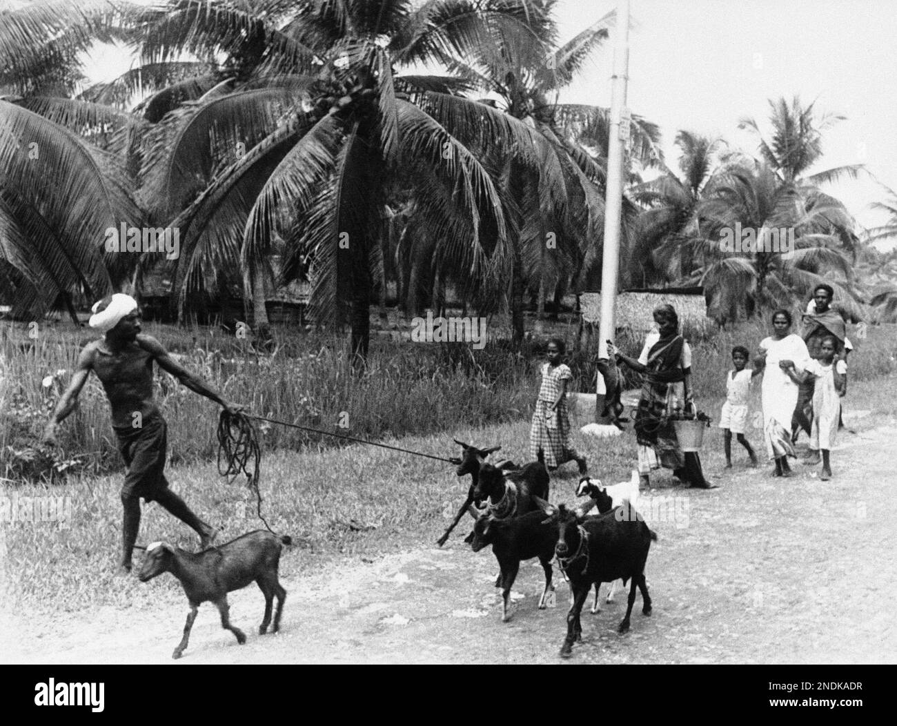 Leading and driving their goats these natives trudge along a highway in ...