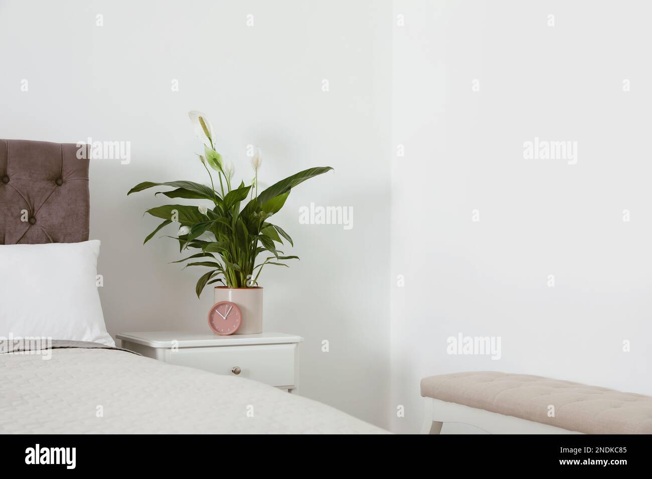 Peace lily in house hi-res stock photography and images - Alamy