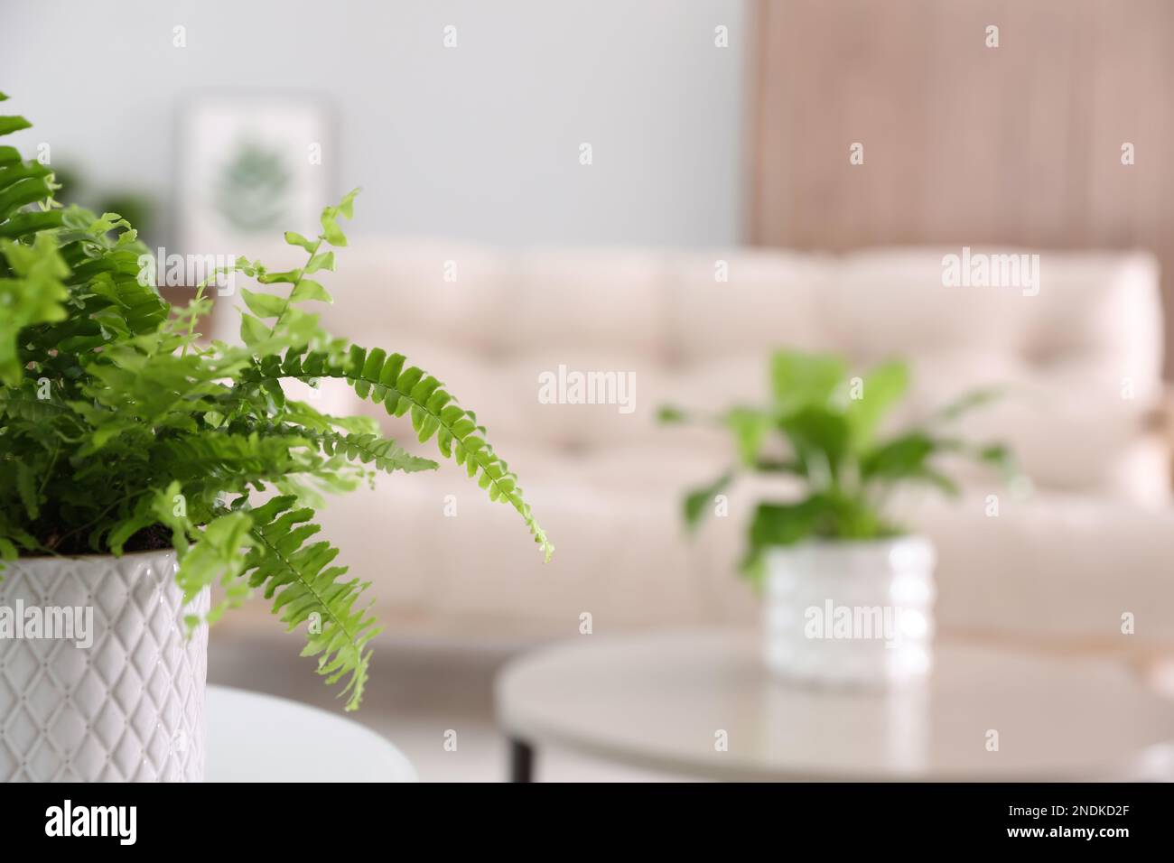 Boston fern interior hi-res stock photography and images - Alamy
