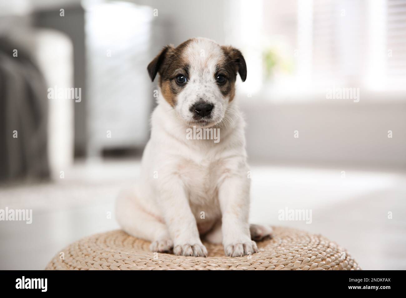 Cute little puppy sitting on wicker pouf indoors Stock Photo - Alamy