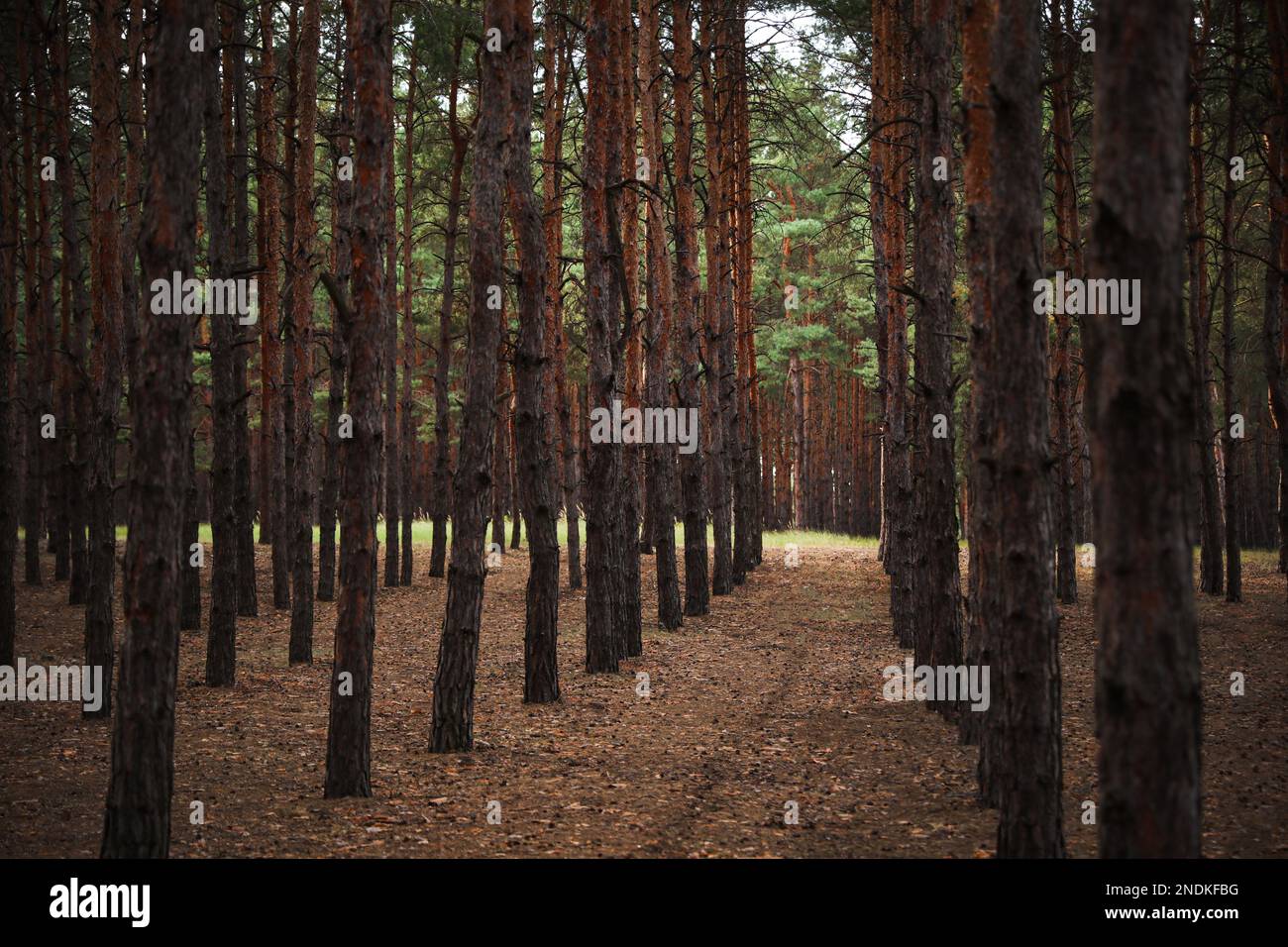 Planted pine forest with rows of young trees Stock Photo - Alamy