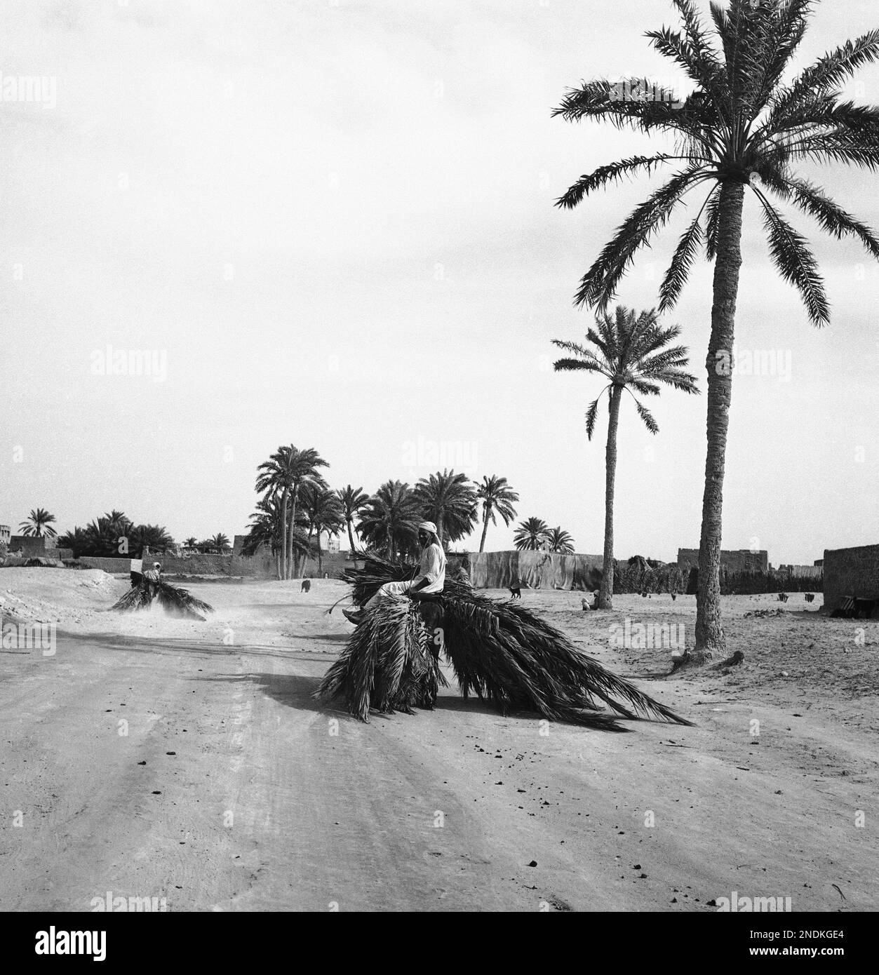 Looking toward town of Saihat, an oasis town on the Persian Gulf coast ...