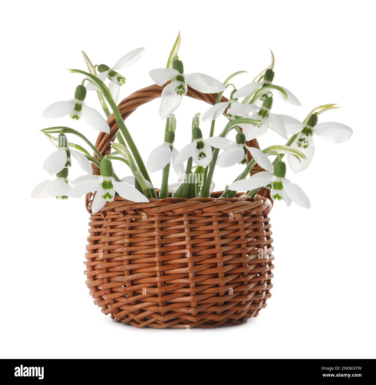 Beautiful snowdrops in wicker basket on white background Stock Photo ...
