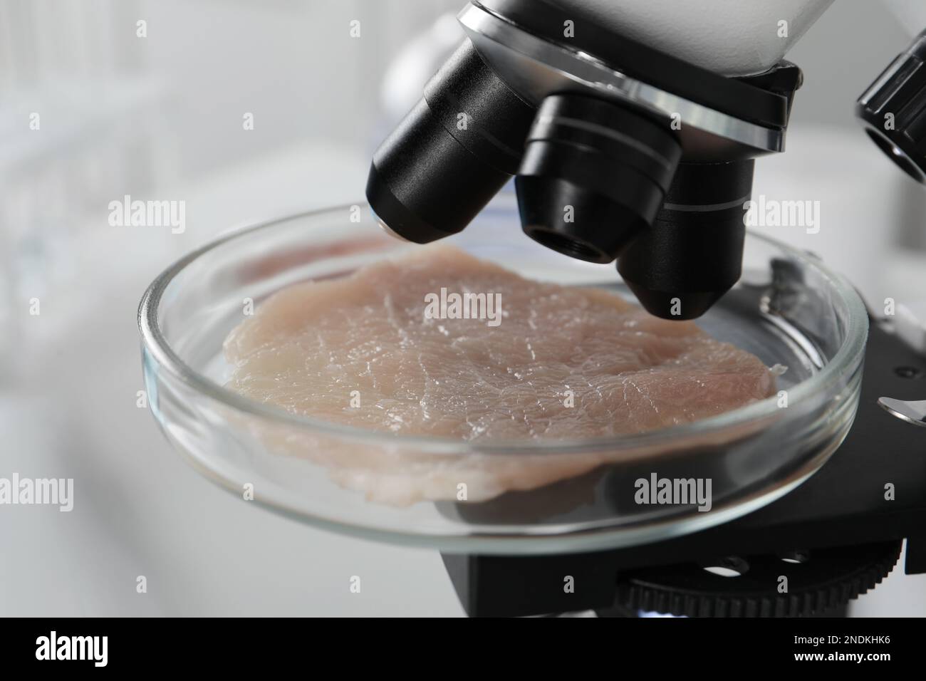 Petri dish with piece of raw cultured meat under microscope in ...