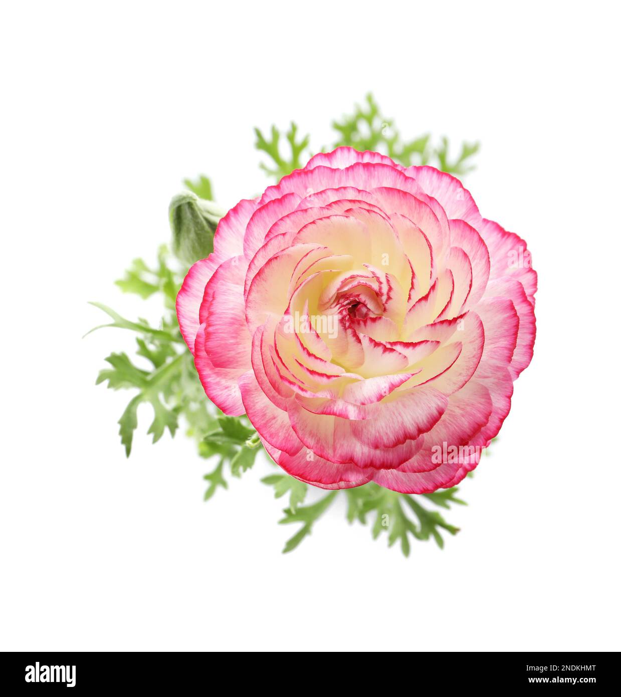 Beautiful pink ranunculus flower on white background, top view Stock ...