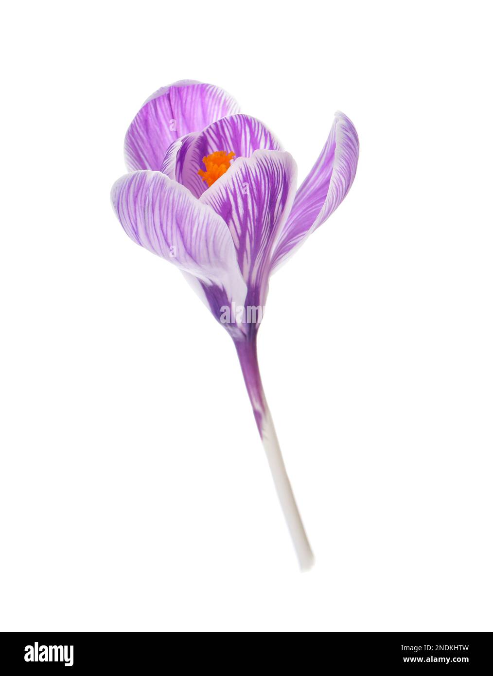 Beautiful fresh crocus flower isolated on white Stock Photo - Alamy