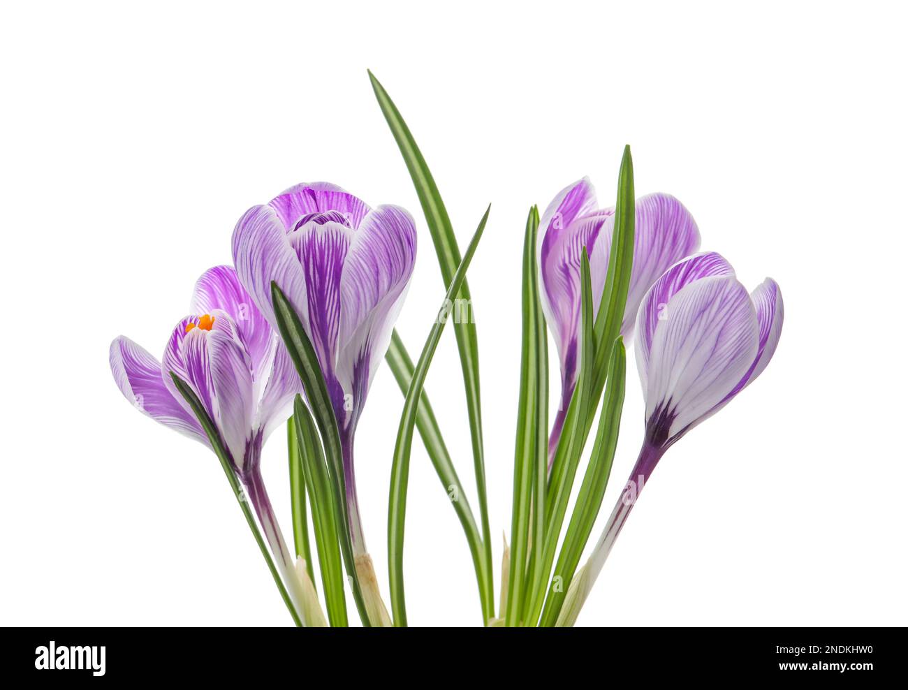 Beautiful fresh crocus flowers on white background Stock Photo - Alamy