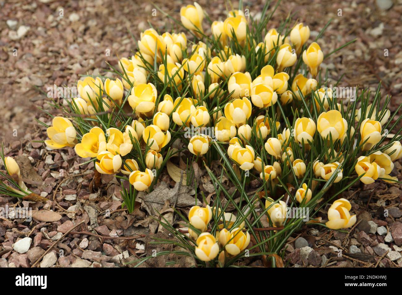 Beautiful yellow crocus flowers growing in garden Stock Photo - Alamy