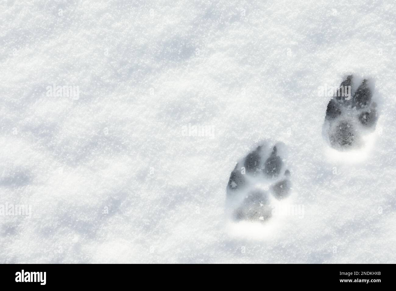 Dog's footprints on white snow outdoors, top view. Space for text Stock ...