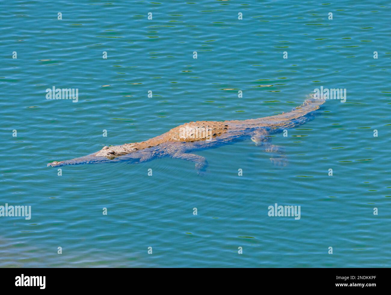 Freshwater Crocodile (Crocodylus johnstoni) swimming in the Leichhardt ...