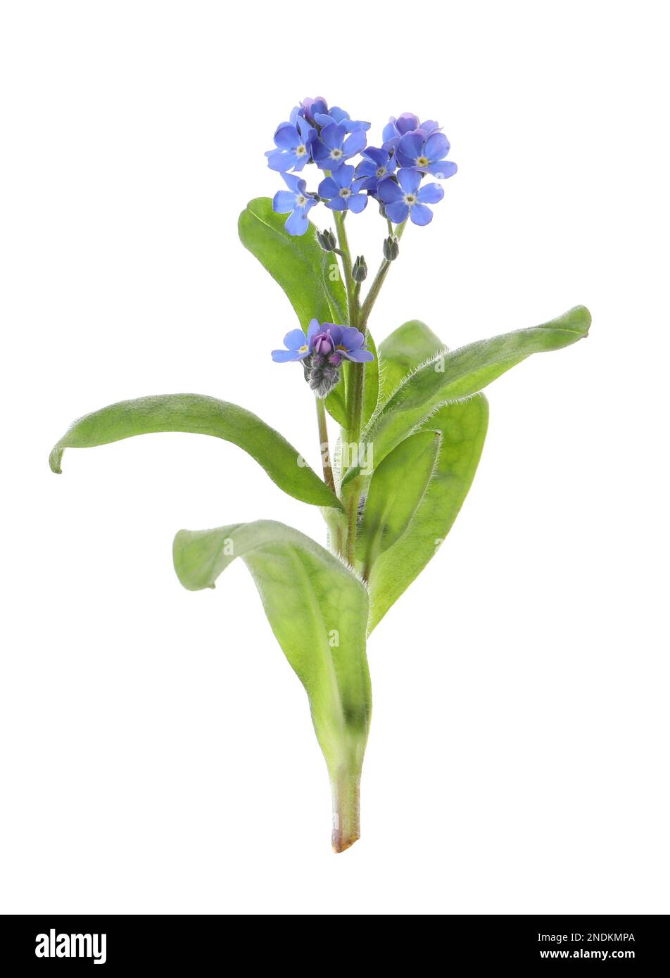 Beautiful blue Forget-me-not flowers isolated on white Stock Photo - Alamy