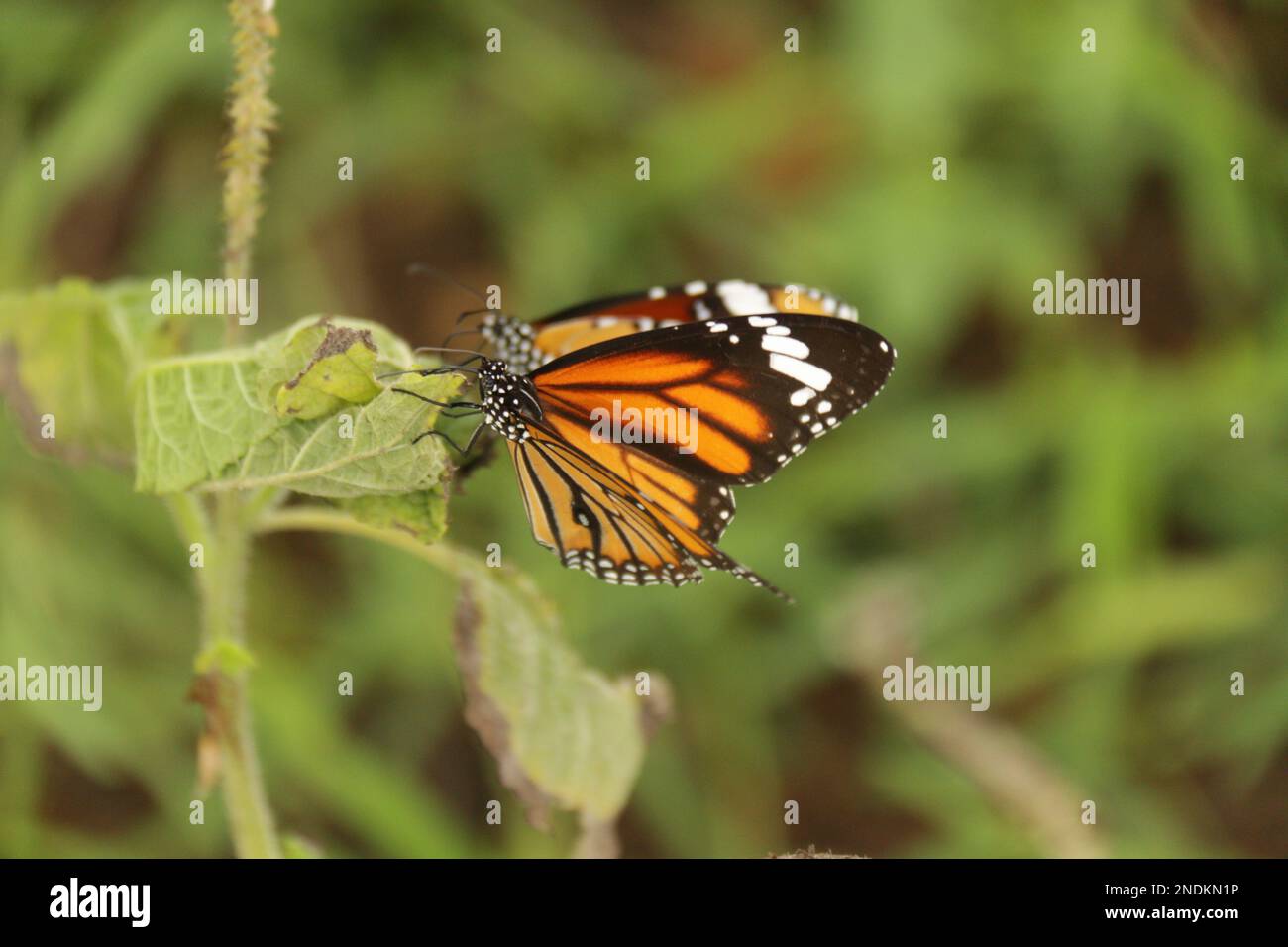 Butterflies and Dragonflies in the Wild, Sri Lanka Stock Photo - Alamy