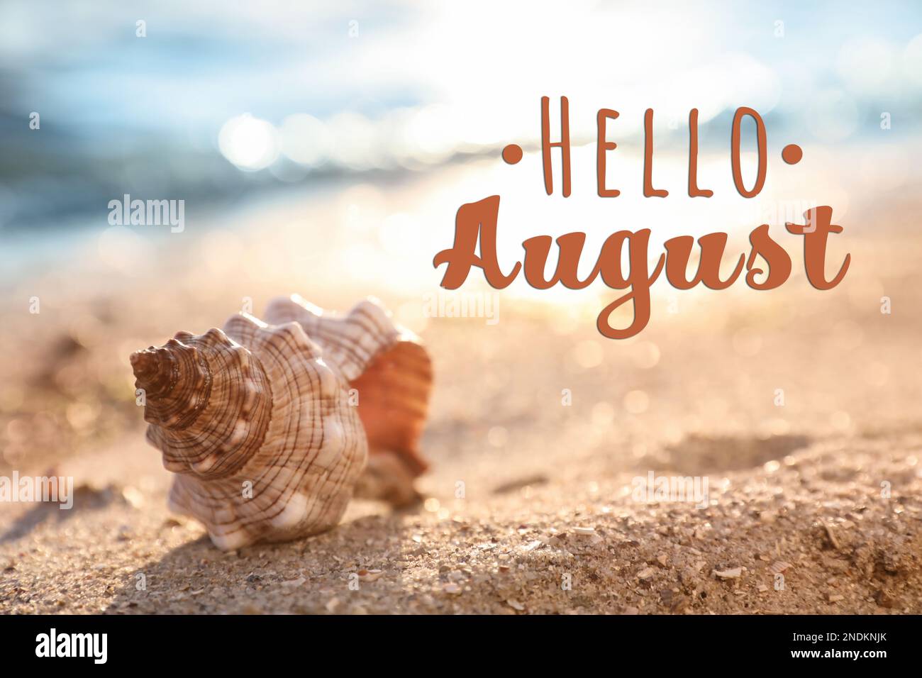 Hello August. Beautiful seashell on sandy beach Stock Photo - Alamy