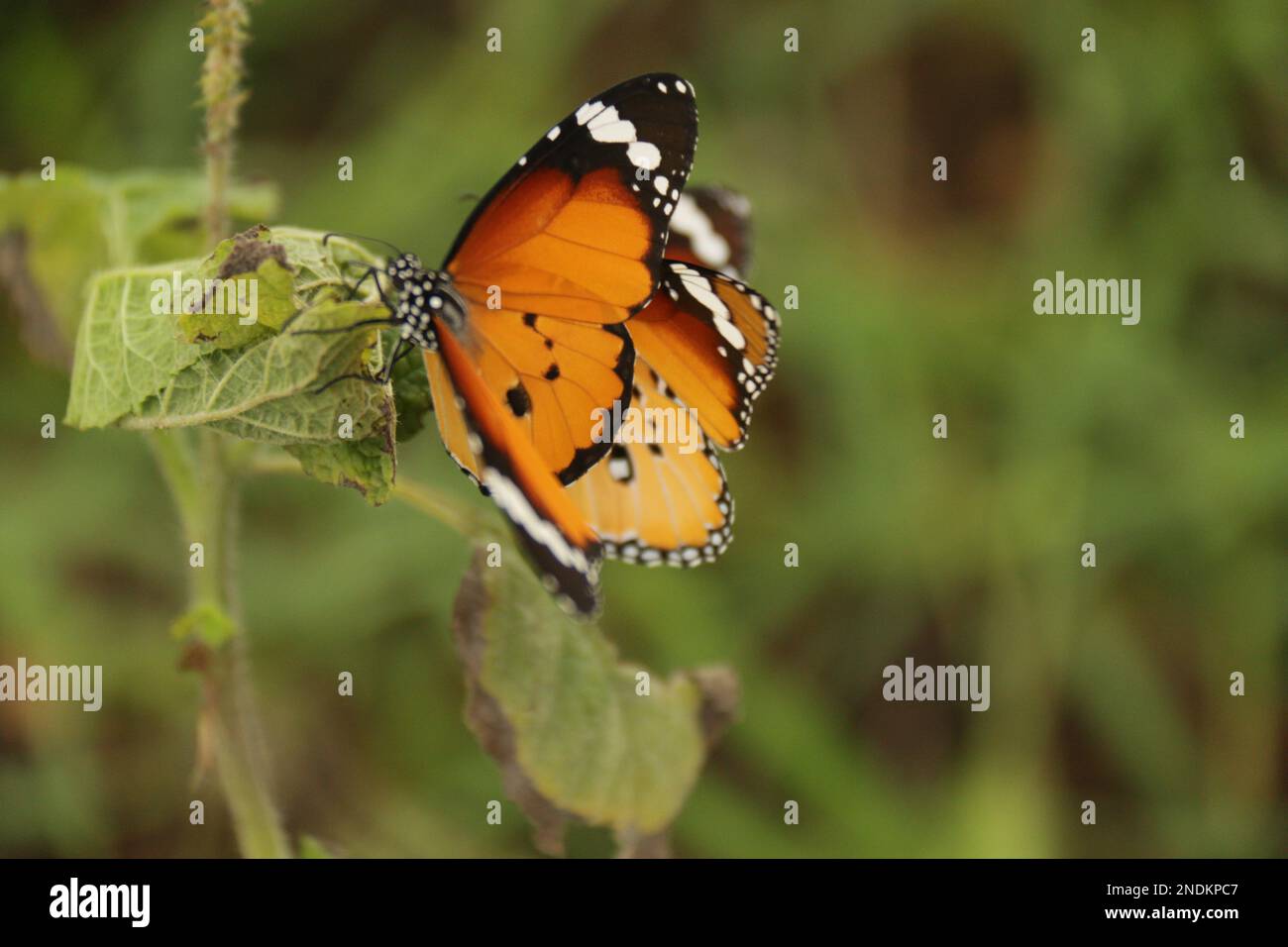 Best butterflies picture hi-res stock photography and images - Alamy