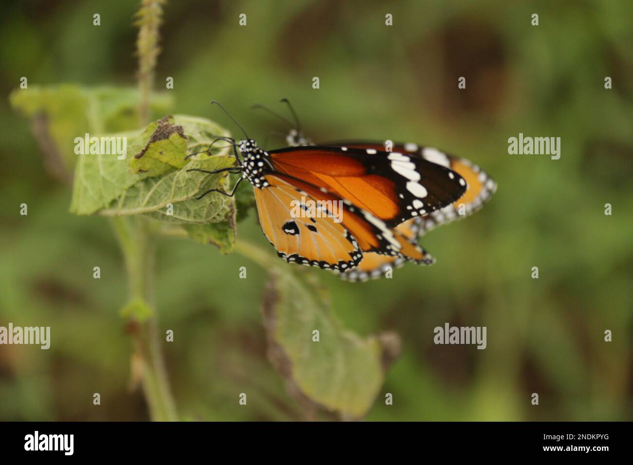 Butterflies and Dragonflies in the Wild, Sri Lanka Stock Photo - Alamy