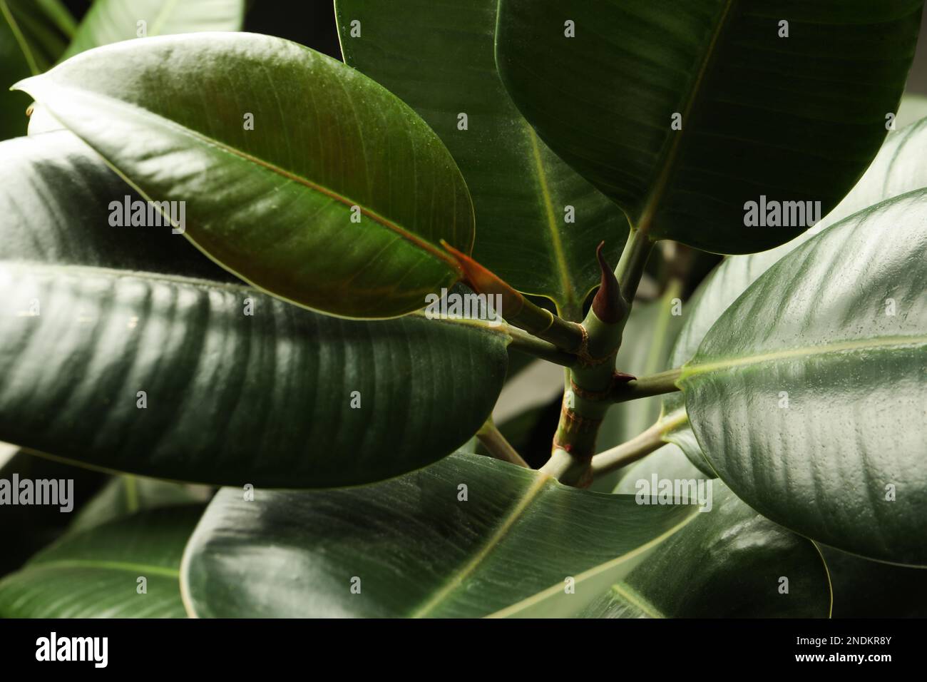 Ficus with lush leaves, closeup. Tropical plant Stock Photo - Alamy