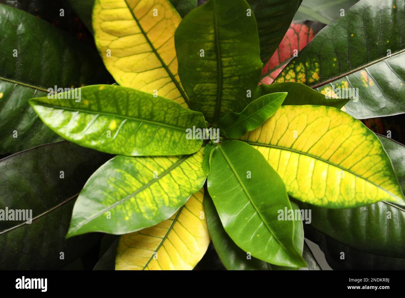 Codiaeum with lush leaves, closeup. Tropical plant Stock Photo - Alamy