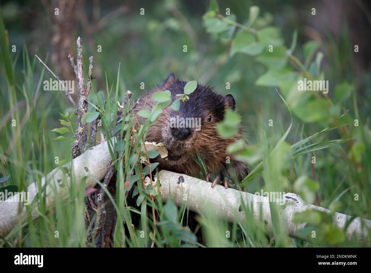 Canadian beaver gnawing through a Trembling Aspen tree trunk in forest ...
