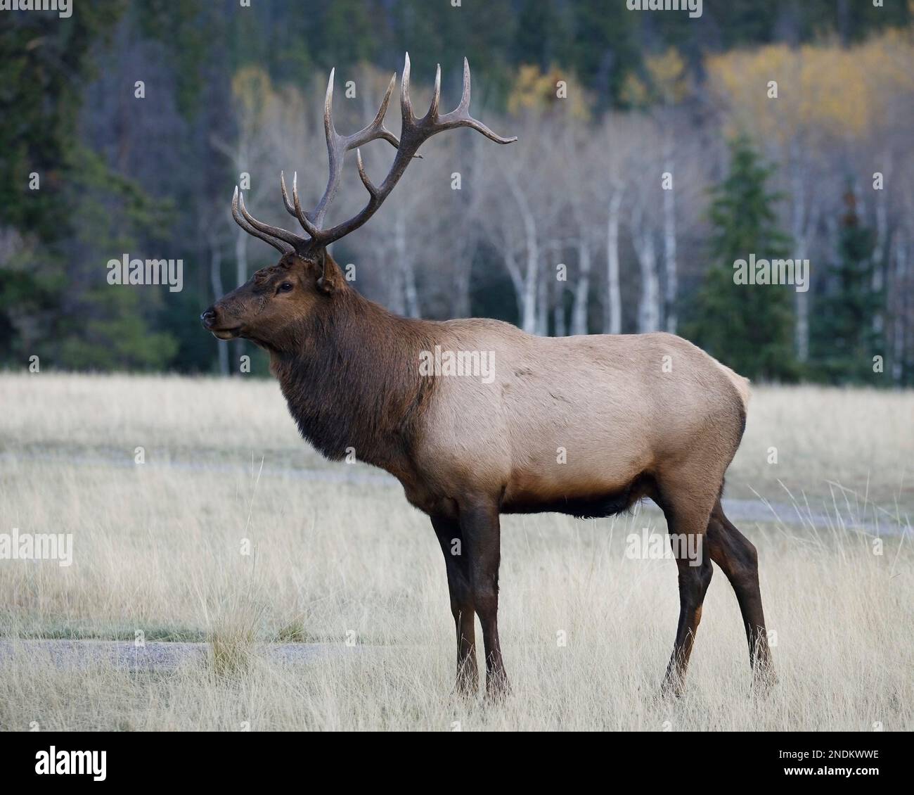 Bull elk with antlers in autumn, Jasper National Park, Alberta, Canada ...