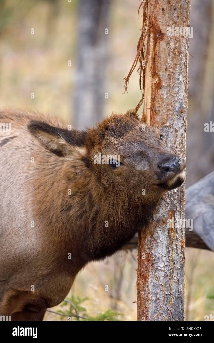 Elk calf scratching neck on a tree in Jasper National Park, Alberta ...