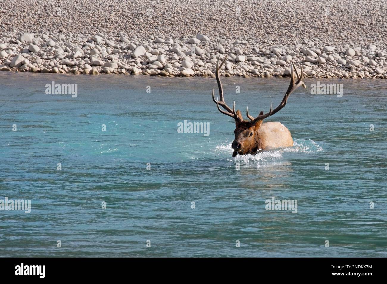 Bull elk with antlers swimming through deep water while crossing the ...