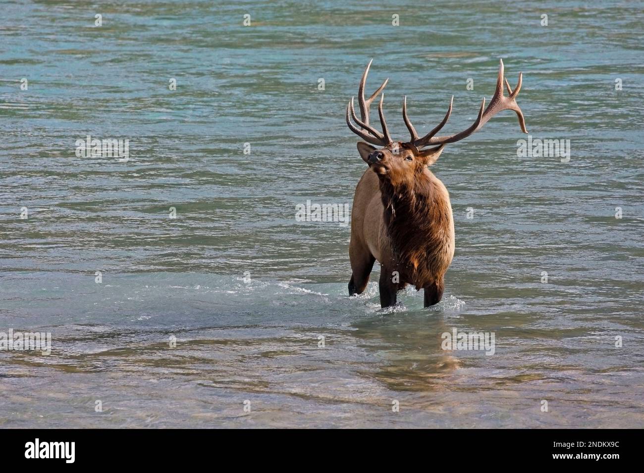 Bull elk with antlers sniffing the breeze in rutting season while ...