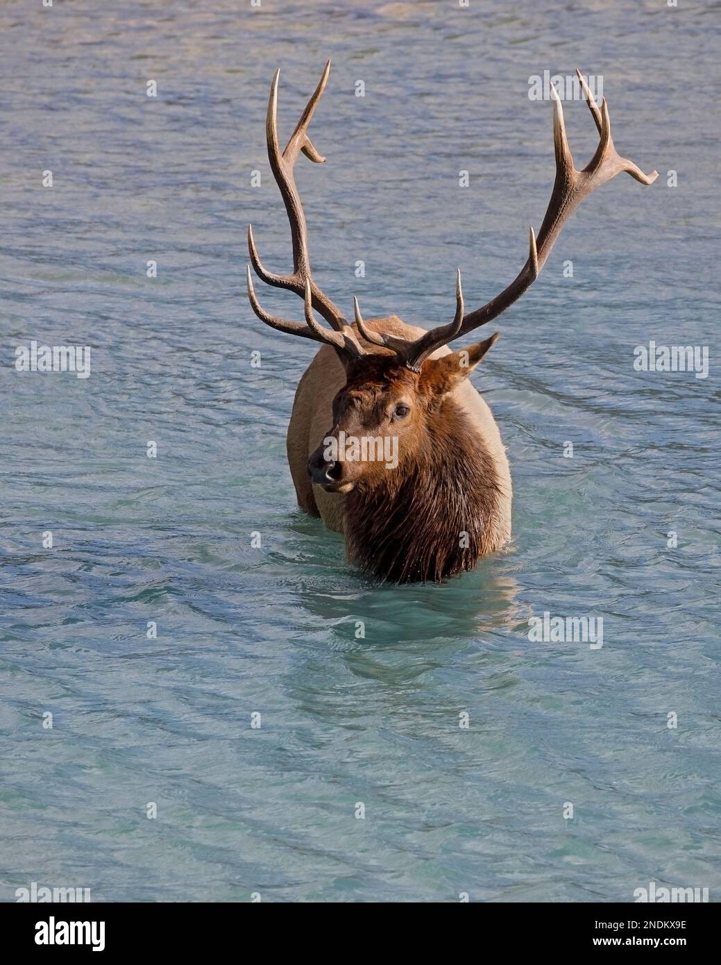 Bull elk with antlers wading through water crossing the Athabasca River ...