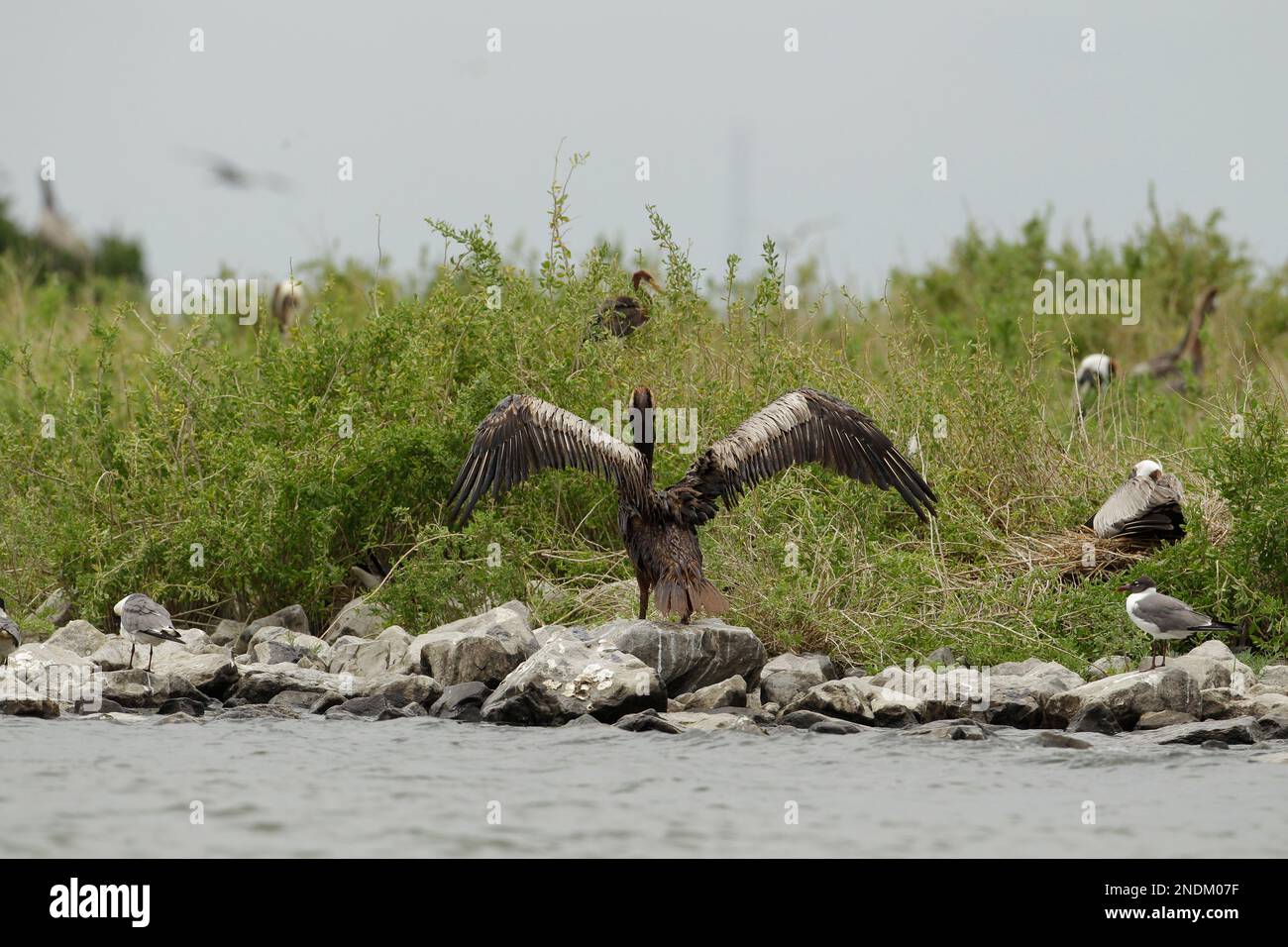 An oiled Brown Pelican stands on a the rocks at Queen Bess Island in ...