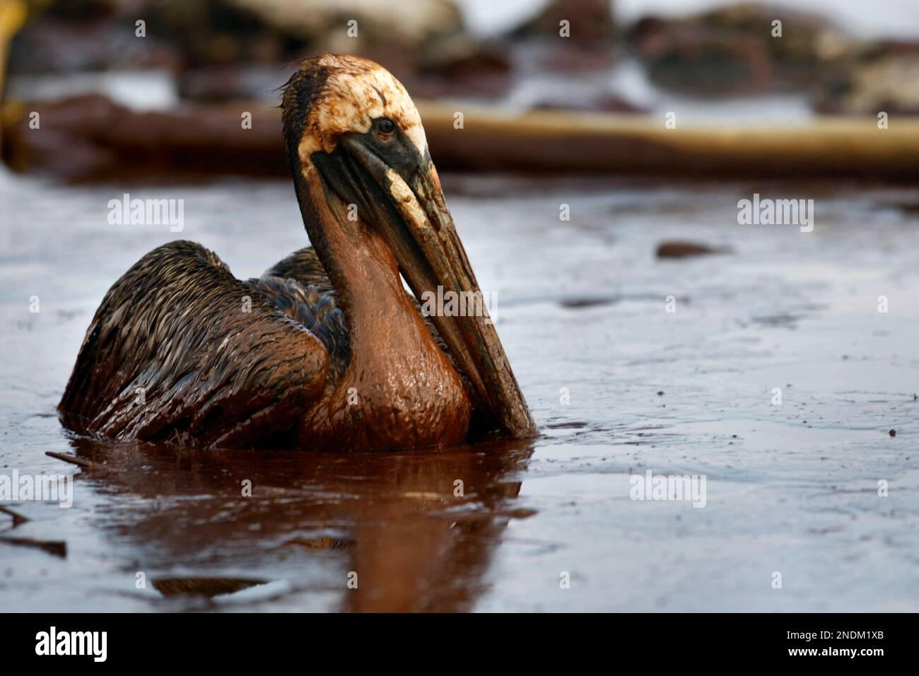 An oil covered pelican sits stuck in oil at Queen Bess Island in ...