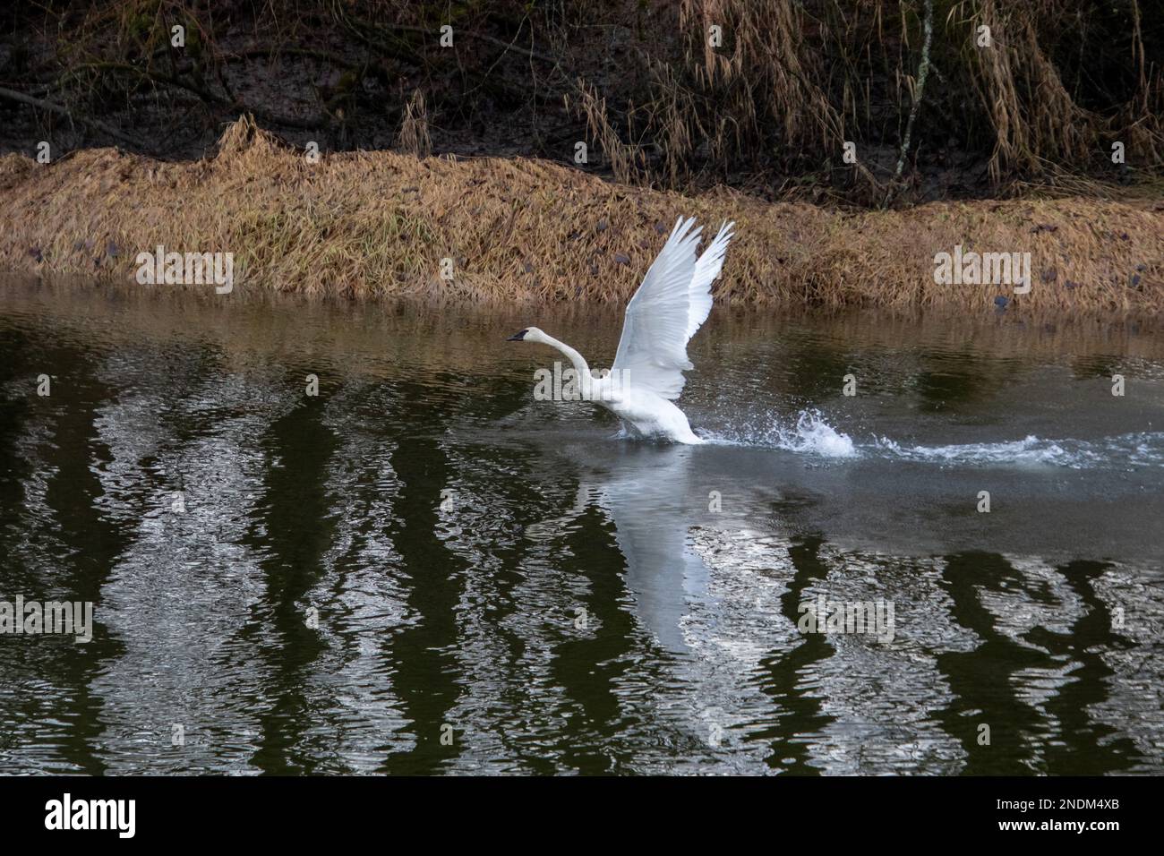 Flying beautiful trumpeter swan hi-res stock photography and images - Alamy