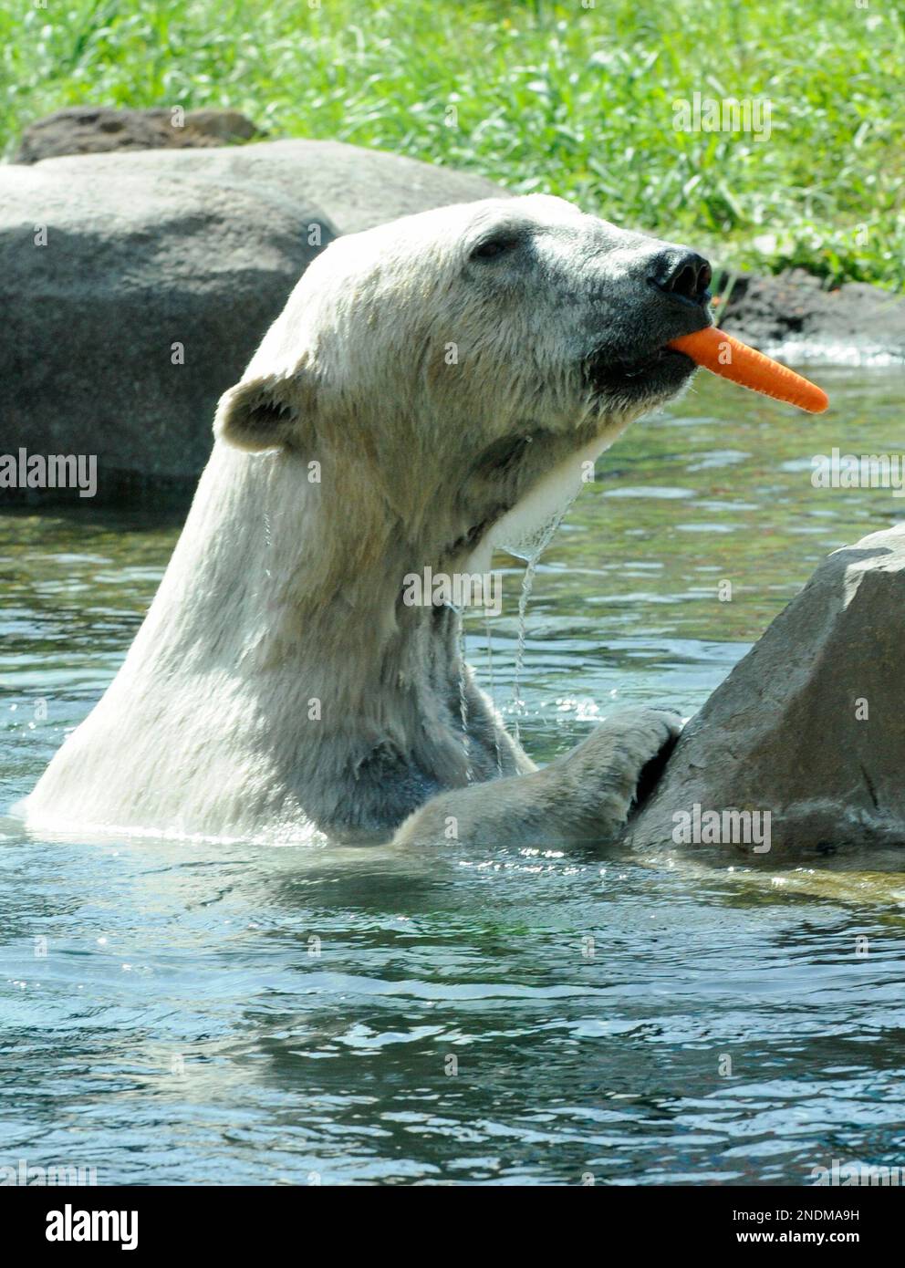 A polar bears takes time out for a carrot snack at the new Polar Bear ...