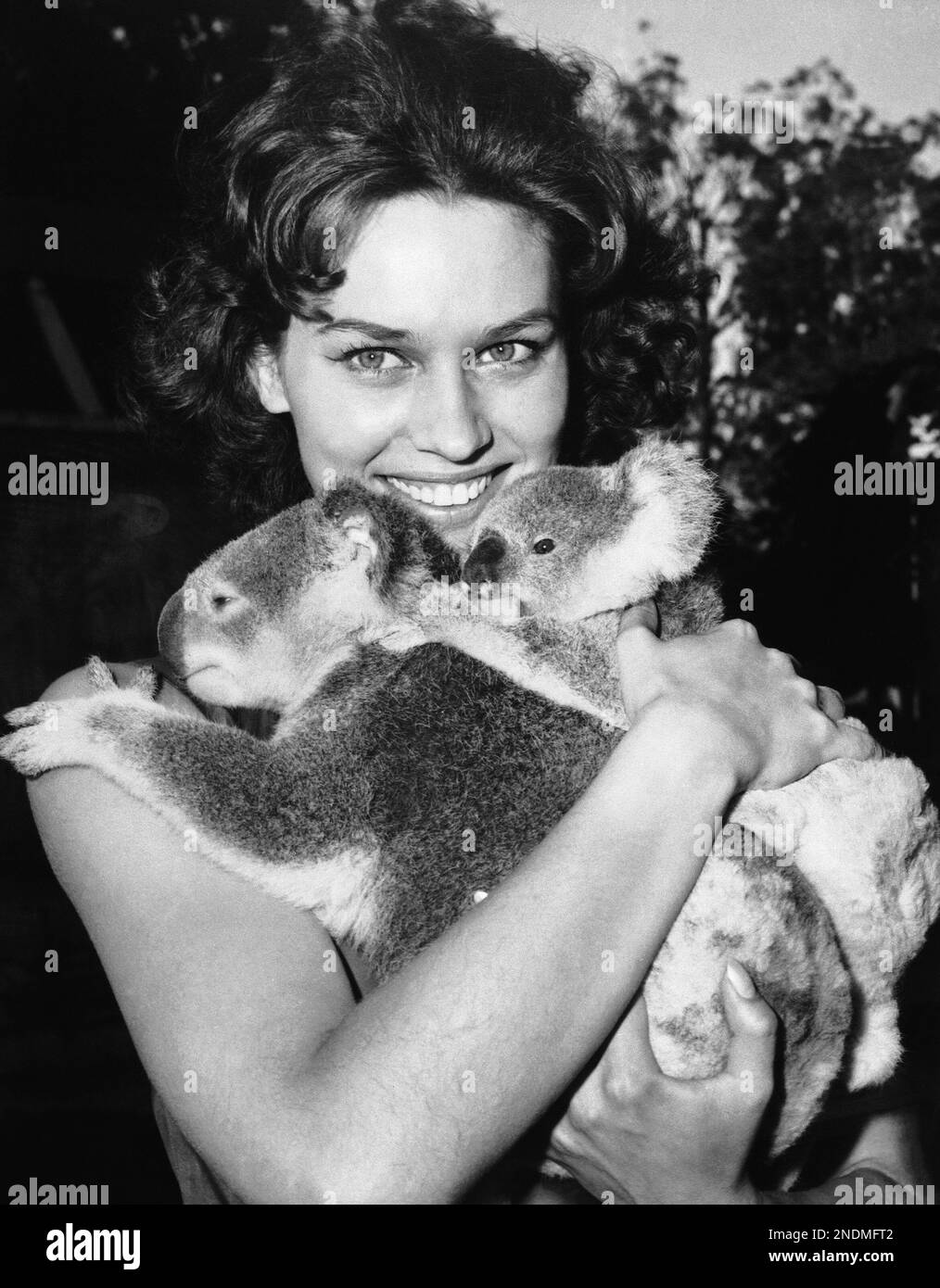 "Miss Austrialia 1961" Tania Verstak poses with two koala bears ...