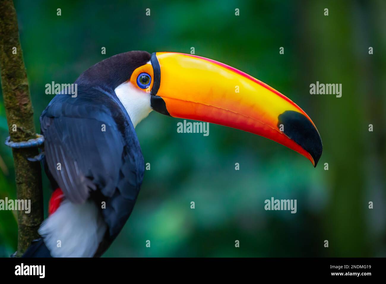 Cute Toco Toucan tropical bird in Brazilian Pantanal with blurred ...