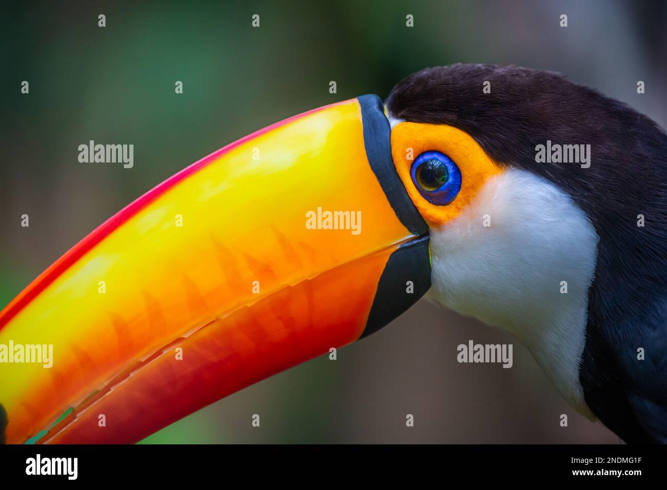 Cute Toco Toucan tropical bird in Brazilian Pantanal with blurred ...