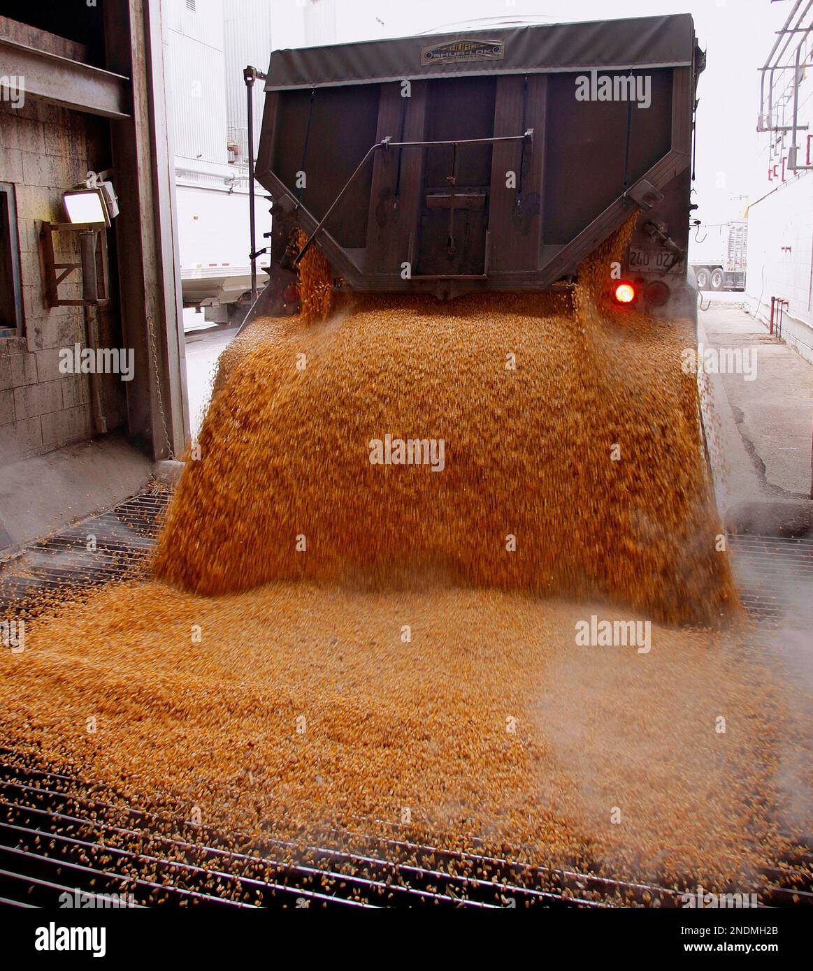 In this photo taken July 2, 2009, a grain truck dumps corn grain at the ...