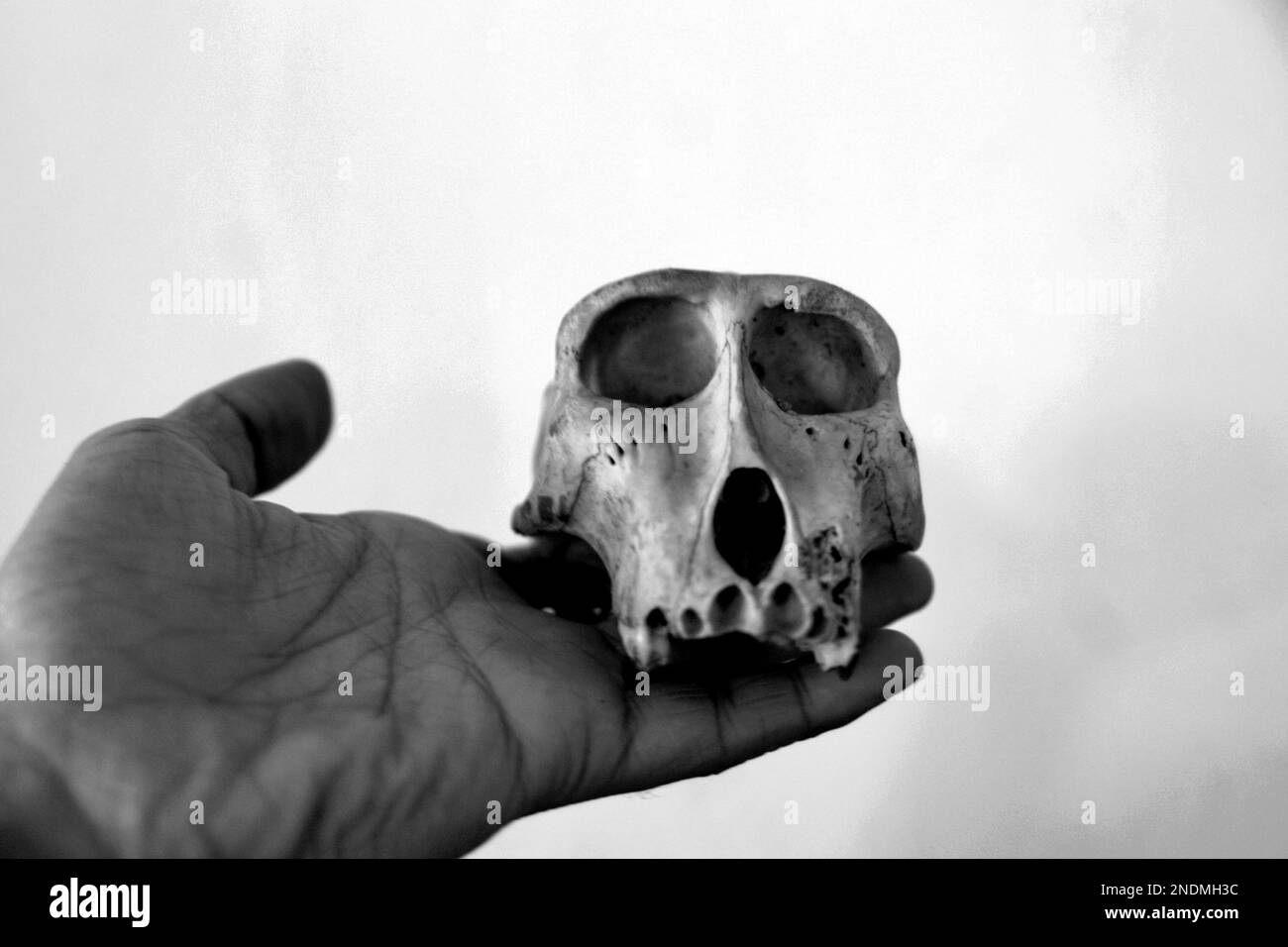 Skull of a Sulawesi black-crested macaque (Macaca nigra) offspring ...